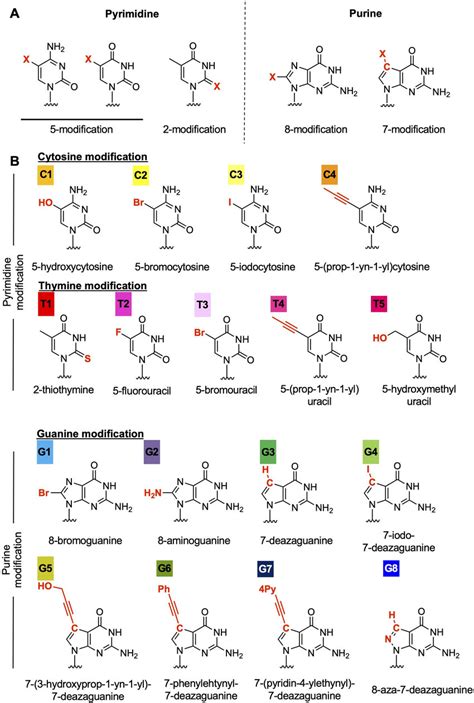 Nucleobase Modification Strategy To Reduce Lna Gapmer Hepatotoxicity Download Scientific