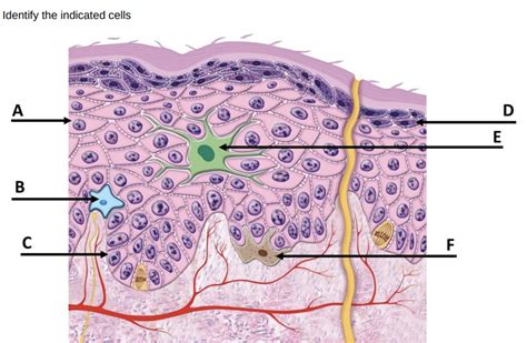 Aandp Integument Lab Diagram Quizlet