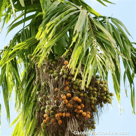 Areca Catechu Betel Nut Palm E Flora Of India