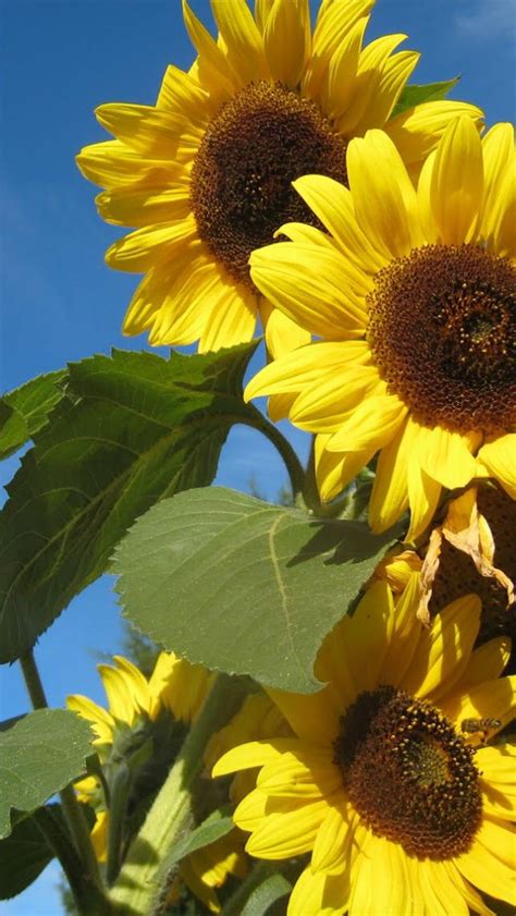 September Sunflower ~ Sunflower Art Flowers Photography Sunflower