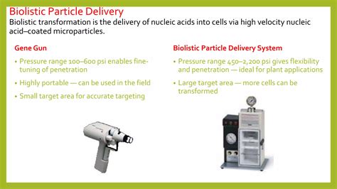 Mammalian Cell Expression System Pptx