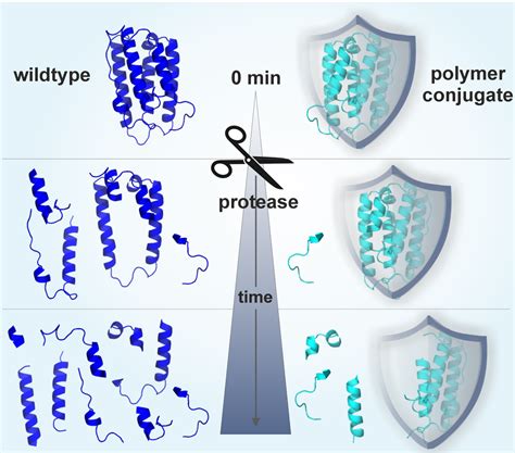 Deciphering Polymer Interactions In Bioconjugates Chair For Drug Formulation And Delivery