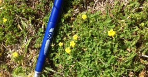 Weed Identification And Control Oxalis