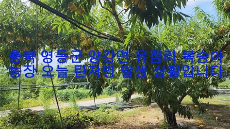 230903일 충북영동양강유점 복숭아농장탄저병오늘상황 22년작년에는탄저병때문에복숭아수확못함 8월15일에농합디펜스미생단세트공급 가조농약종묘사 010 7258