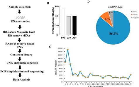 Figure 1 From Genome Wide Analysis Of Circular Rnas Reveals Circchrng