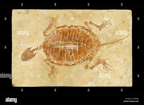 Prehistoric Turtle Fossil Fossilised Remains Of A Prehistoric Manchurochydus Sp Turtle That