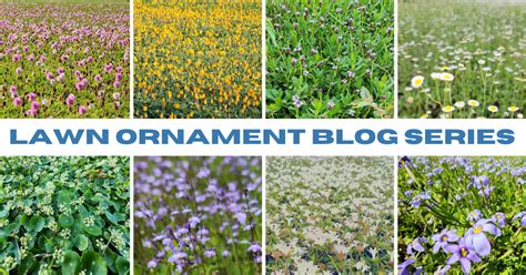 Best Clover To Grow In Florida Top Heat Tolerant Varieties Revealed