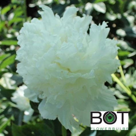 Eastern Star Bot Flowerbulbs