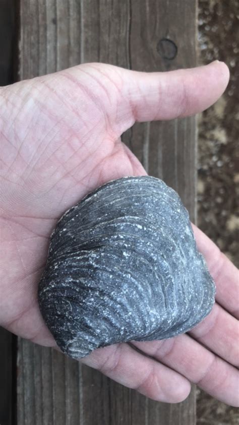 In The Continuing Theme Of Rocks Heres A Fossil Oyster Shell Album