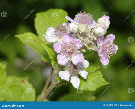Bramble Flower Stock Image Image Of Plant England 159738921