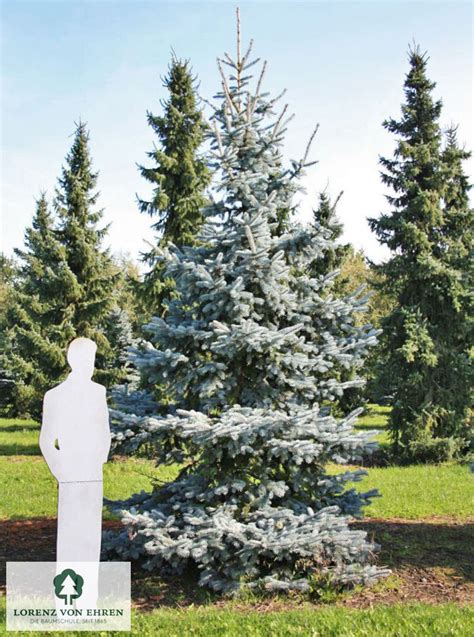 Picea Pungens Hoopsii Baumschule Lve