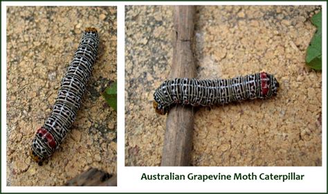 Aussie Caterpillars A Look At Nature
