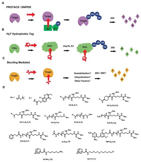 Boc3arg Linked Ligands Induce Degradation By Localizing Target Proteins To The 20s Proteasome Pmc