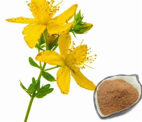 Hypericin Green Agri