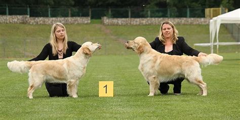 Inverness Golden Retriever Zucht