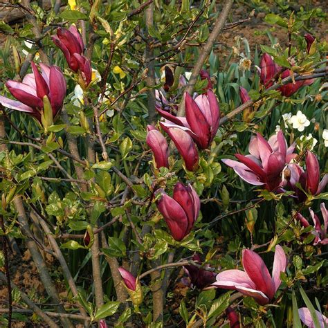 Magnolia liliiflora 'Nigra' (Purpurmagnolie) bestellen