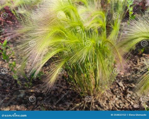 Grass Feather Grass On The Lawn For Decoration And Design In The Garden