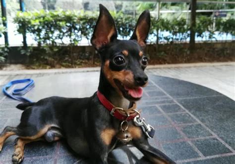 金鹿犬怎么样好养吗 宠物网
