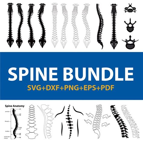 Spine Svg Bundle Human Spine Svg Anatomy Spine Physiotherapy Svg