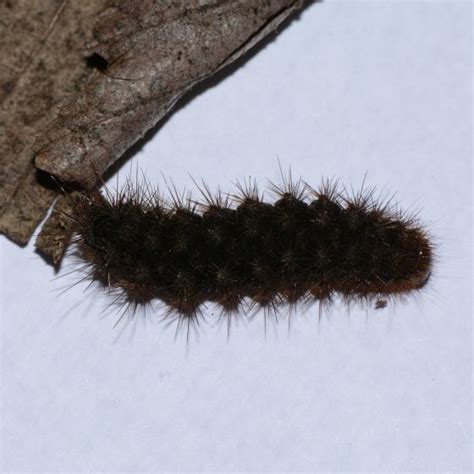 We Named It Spikey Bugguide Net