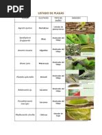 Taxonomia Del Pepino Pdf Siembra Pepino