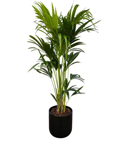 Buy Hoya Pubera Express Uk Delivery Root Houseplants