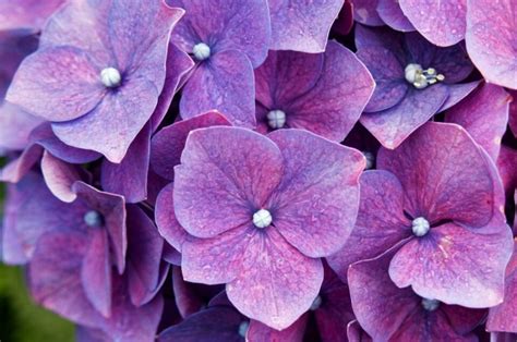 Bigleaf Hydrangeas Are A Must Have In Your Garden This Summer