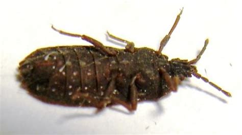 Flat Bug Mezira Pacifica Bugguidenet