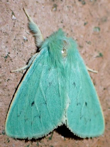 Hypomolis Aldaba · Inaturalist United Kingdom