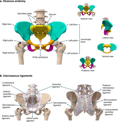 Pelvic Anatomy A Osseous Anatomy Of The Pelvic Ring B Interosseous Download Scientific