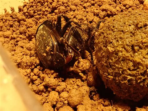 生きたフンコロガシが糞虫館にやって来た！ むしむしブログ