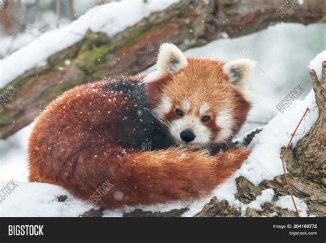 Red Panda In A Tree