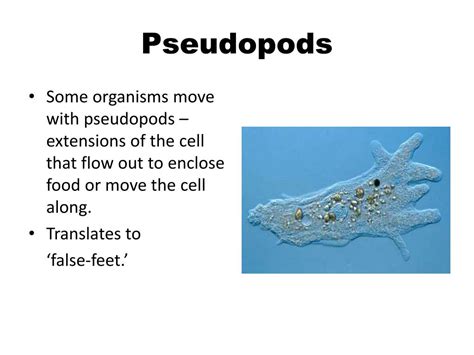 Ppt Cells Parts Called “organelles” Powerpoint Presentation Free