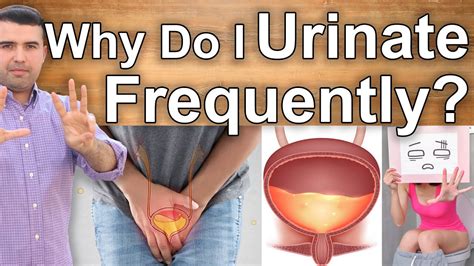 Why Do I Urinate Frequently 8 Reasons Why Youre Peeing Too Much
