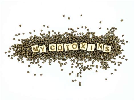 Understanding Mycotoxins And Their Impact On Human Health