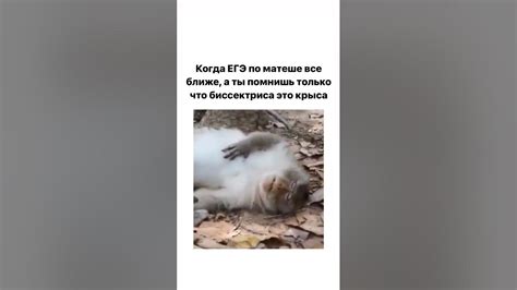 Не будь 🐒 забирай БЕСПЛАТНЫЕ ШПОРЫ для ЕГЭ по матеше у меня в тг Izi Matesha егэ егэматематика