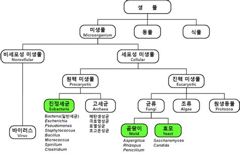 세균과 진균의 차이는 무엇인가요 ㅣ 궁금할 땐 아하