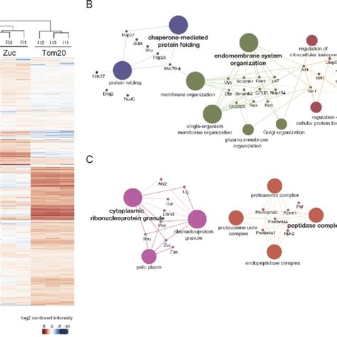 Zuc Turboid Specific Proximity Labeling A Classification Of Proteins