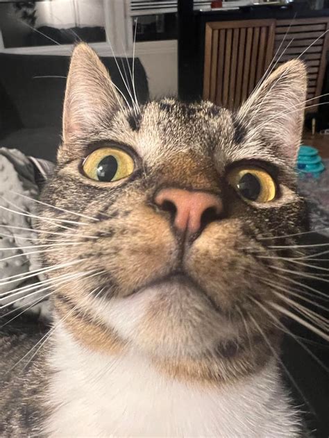 Cursed Curser R Cursedcats