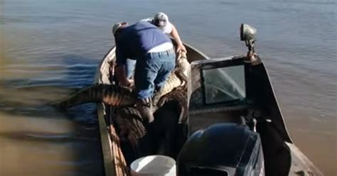Whats The Biggest Gator Ever Caught On Swamp People