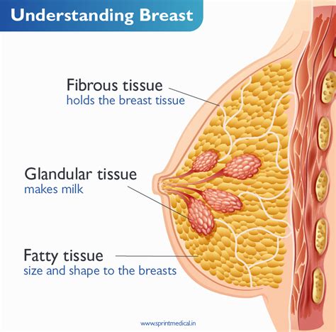 Glandular Breast Tissue Treatment At Peggy Bradley Blog
