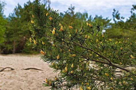 Branch Pine Buds Free Photo On Pixabay Pixabay