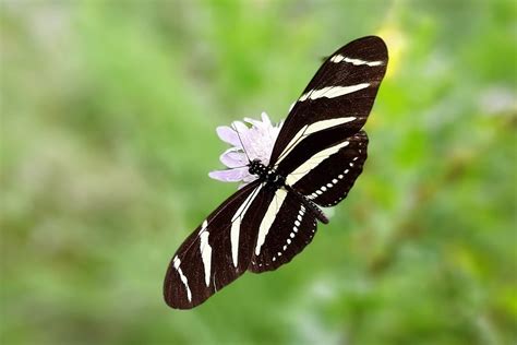 Zebra Longwing Palmitos Park
