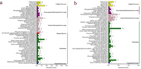 Gonadal Transcriptome Sequencing Analysis Reveals The Candidate Sex