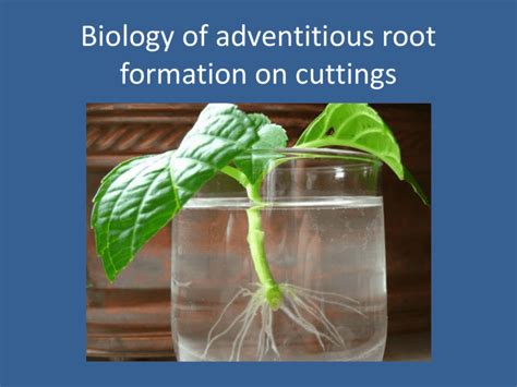Adventitious Root Formation Biology And Cuttings Propagation
