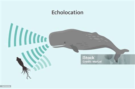 Whale Echolocation Infographic Sperm Whale Using Biosonar To Locate
