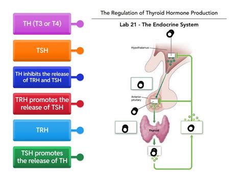 The Regulation Of Thyroid Hormone Production Labeling Labelled Diagram