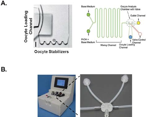 A Microfluidic Device Used To Optimize Cryoprotectant Exposure Schemes