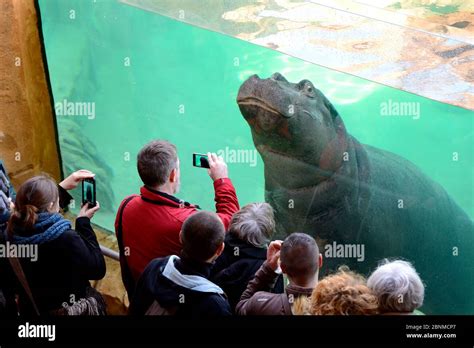 Visitors Looking At A Female Hippopotamus Hippopotamus Amphibius