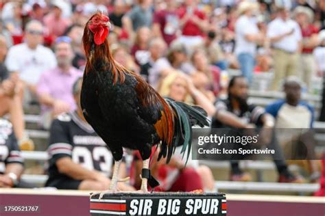 Sir Big Spur Photos And Premium High Res Pictures Getty Images